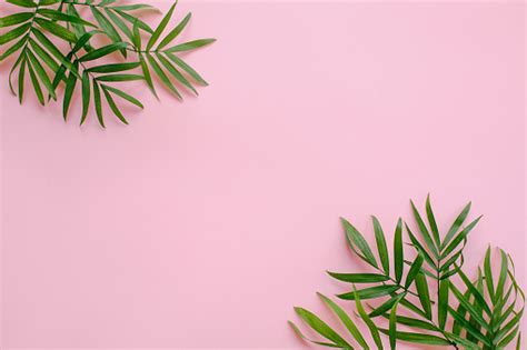 세련 된 여름 플랫 하다 신선한 팜 텍스트 위한 공간을 가진 분홍색 바탕에 테두리 나뭇잎 현대적인 이미지입니다 최고의 볼 수 있습니다 여름 휴가 개념 여행과 방황 0명에