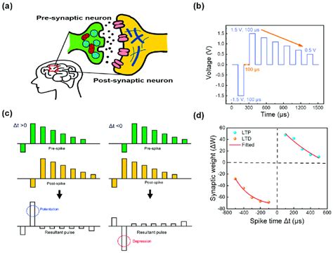 A Schematic Of Human Synaptic Neural Structure B Pulse Schematic