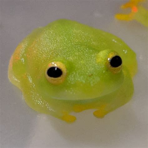 【癒し】世界一可愛いカエルちゃんの画像がこちら コピ速