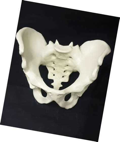 Fiber Female Pelvis Model At ₹ 645 Unit In Ambala Id 2856787490555