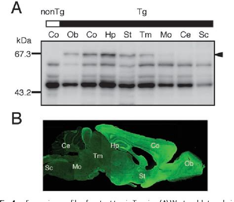 Figure 1 From Tau Filament Formation And Associative Memory Deficit In