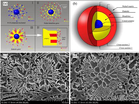Detailed Microstructure Of Optimized Cored Eutectic A Schematic Of