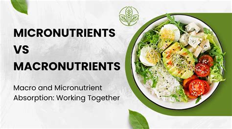Micronutrients Vs Macronutrients Understanding Macros For Better Health Spavelous