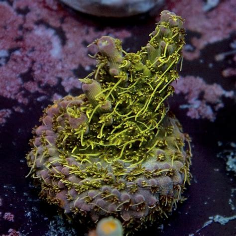 Acropora Sp Lr Og Confetti Acropora Leonardos Reef Laboratories