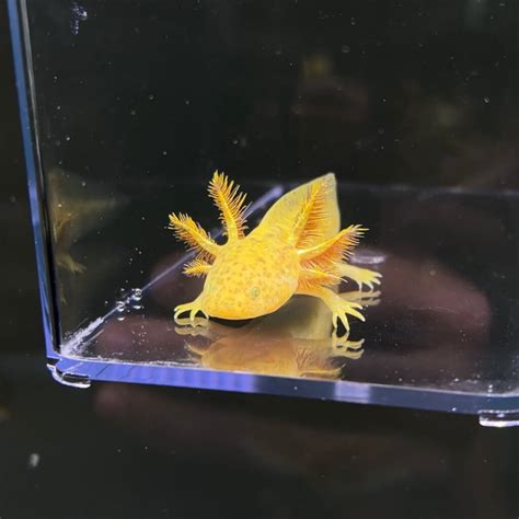 Gfp Copper Axolotl Axolotls