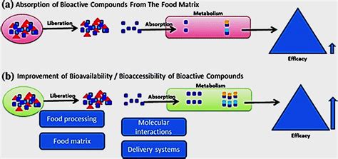 Improvement Of Bioaccessibility And Bioavailability From Molecular Download Scientific Diagram