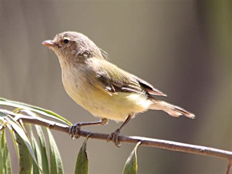 Weebill Smicrornis Brevirostris