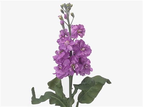 Matthiola Incana Fantasy Lavender