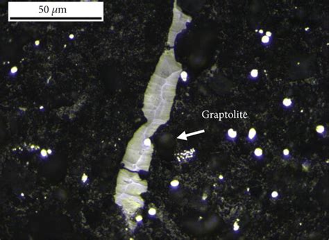 Organic Petrography Photomicrographs Oil Immersion White Incident