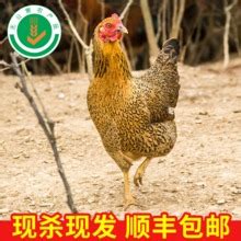 土雞 土雞批發促銷價格產地貨源 阿里巴巴