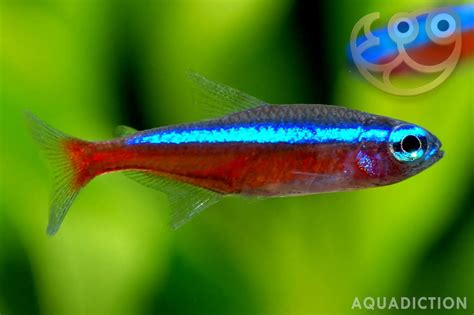 Cardinal Tetra Paracheirodon Axelrodi Fish Profile And Care Guide