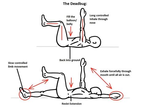 Dead Bug Exercise A Comprehensive Guide With Variations And Benefits