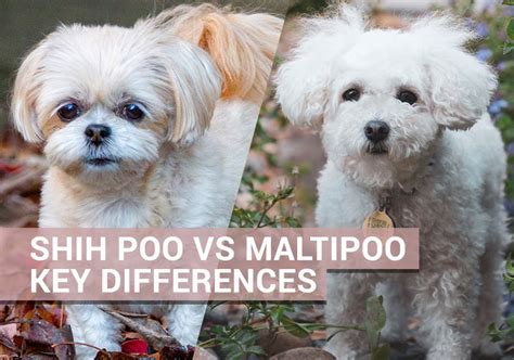Differences Between A Shih Poo Vs Maltipoo Our Cavapoo