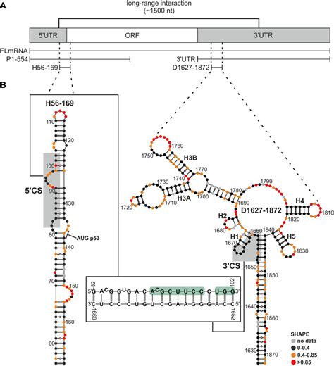 Exploring Structural Determinants And The Role Of Nucleolin In Formation Of The Long Range