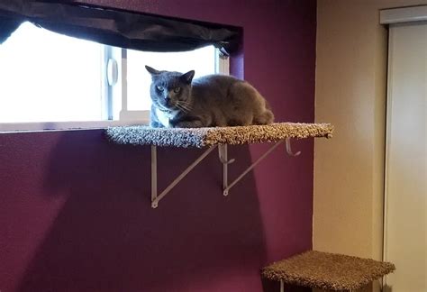 How To Install Diy Cat Shelves Discover This Easy 3 Step Tutorial Plus