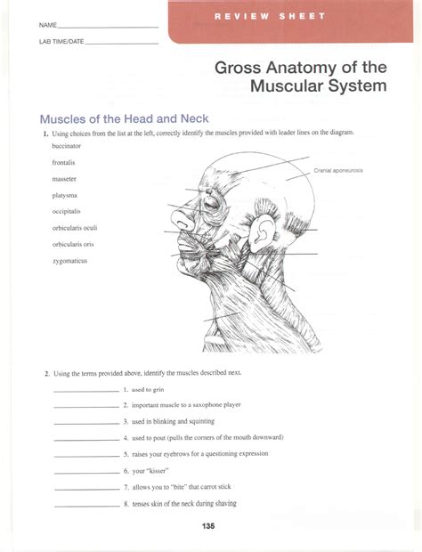 Muscular System Lab Assignment Bio 231 Studocu