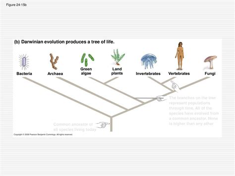 Vertebrates And Invertebrates Tree