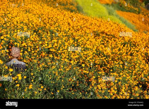 Marigold For Tihar Festival In Nepal A Nepali Florist Pluck Marigold To