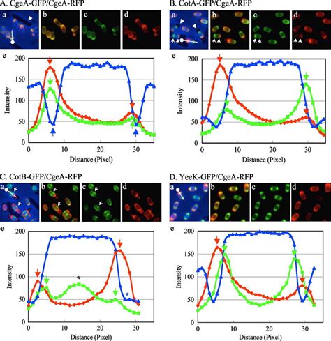 Fluorescence Localization Of Coat Protein Gfp And Rfp Fusions And