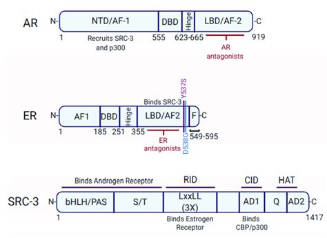 Structure Of Androgen And Estrogen Receptors And Their Co Activator