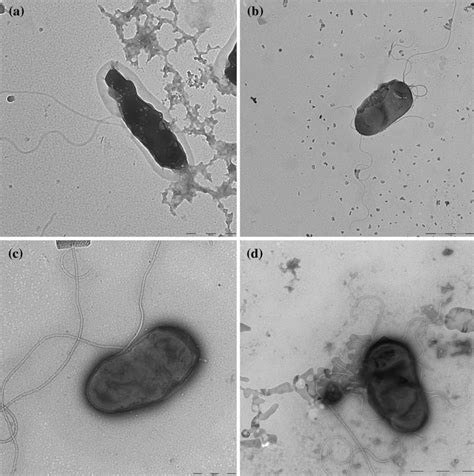 Transmission Electron Micrographs Of Strains A Kmm 9699t B C Kmm