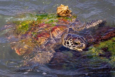 The Green Sea Turtle Diet Habitat And Conservation Efforts Earthorg