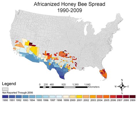 American Killer Bees
