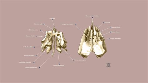 Ethmoid Bone Superior View