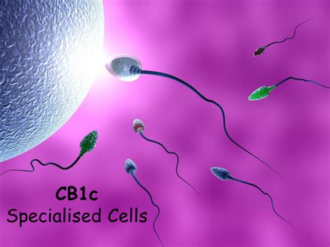 Edexcel Cb1c Specialised Cells Teaching Resources