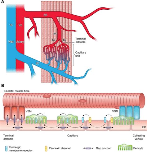 Capillary Communication The Role Of Capillaries In Sensing The Tissue