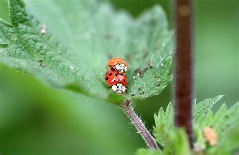 40 Animal Sex Ladybug Sexual Activity Photos Taleaux Et Images Libre 40 Animal Sex Ladybug Sexual Activity Photos Taleaux Et Images Libre