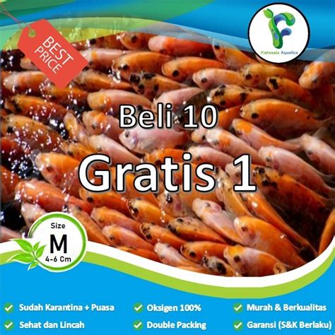 Jual BIBIT IKAN NILA MERAH BANGKOK BENIH IKAN NILA MERAH BIBIT IKAN