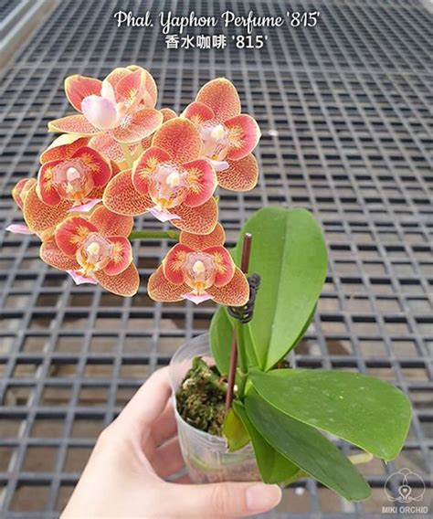 Phal Yaphon Perfume 815 C03 Etsy