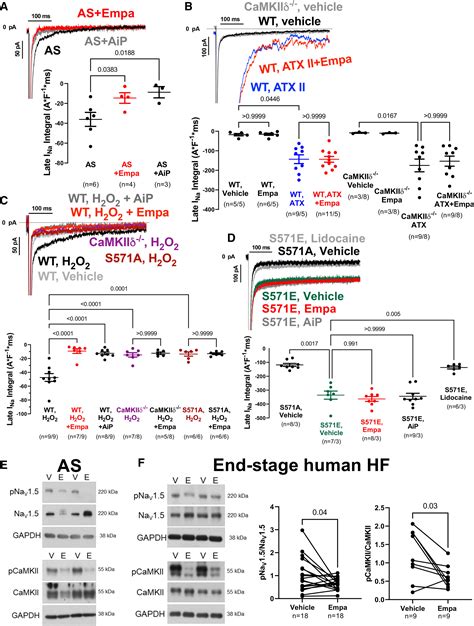 Empagliflozin Inhibits Cardiac Late Sodium Current By Cacalmodulin