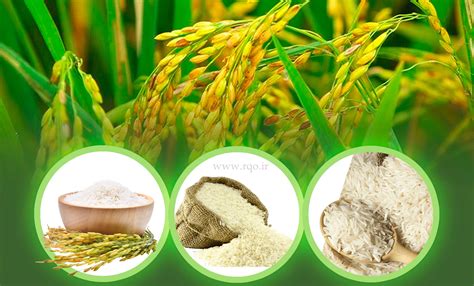 بورس برنج سعید در رشت سنگر بهترین بورس برنج در رشت سنگر