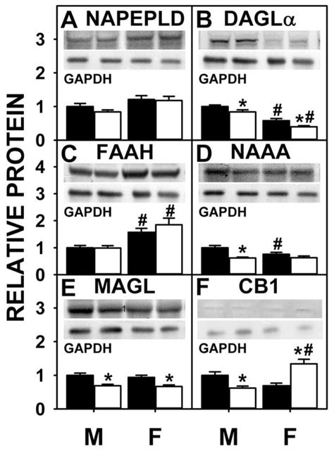 Fabp1 A Novel Hepatic Endocannabinoid And Cannabinoid Binding Protein Pmc