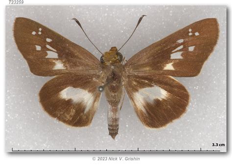 Andronymus Caesar Philander Type Specimens