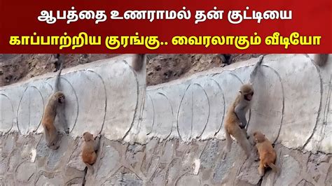 ஆபத்தை உணராமல் தன் குட்டியை காப்பாற்றிய குரங்கு 😍😍 வைரலாகும் வீடியோ