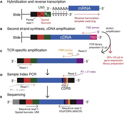 Localization Of T Cell Clonotypes Using The Visium Spatial
