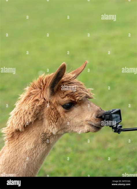 Sideview Of A Brown Llama Touching With Her Nose The Small Action