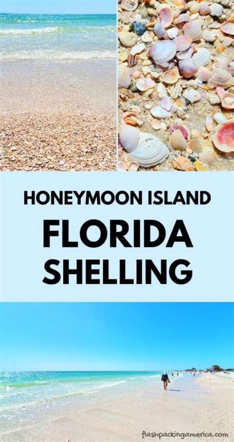 Fun Must Visit Honeymoon Island Florida Shelling Beach Where I Saw So