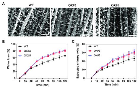 Epicuticular Wax Crystal Structure And Cuticle Permeability In Wt And Download Scientific