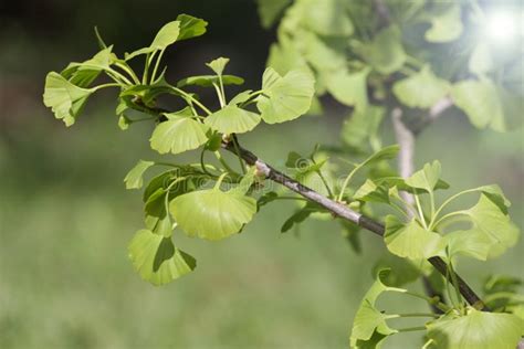 Biloba De Ginko Phytoth rapie Fut e Photo stock Image du médical
