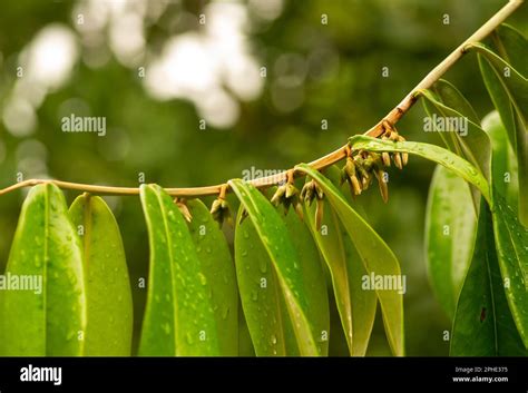 Indonesian Dark Wood Ebony Diospyros Celebica Green Leaves And