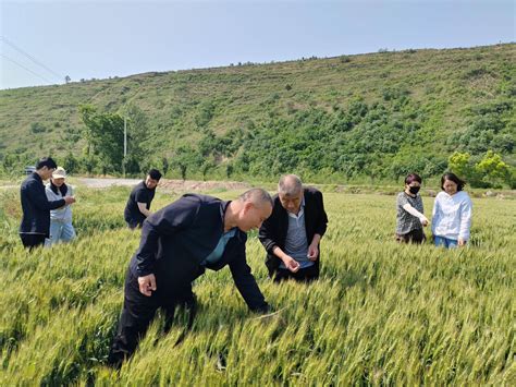 灵宝市：全力备战“三夏” 确保颗粒归仓风吹麦田千重浪 又是一年夏收时生产种植冬小麦