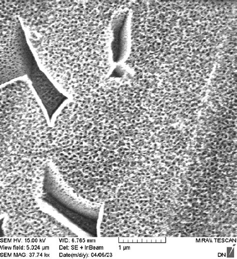 Native 20v Tio2 Nanotubes On The Ti 6al 4v Alloy Download Scientific
