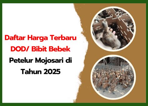 Daftar Harga Terbaru DOD Petelur Mojosari Betina Di Tahun 2025