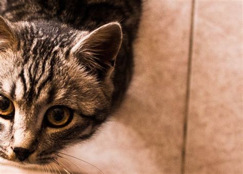 Remote Code Execution Apache Tomcat Entwickler Schließen Sicherheitslücke Heise Online