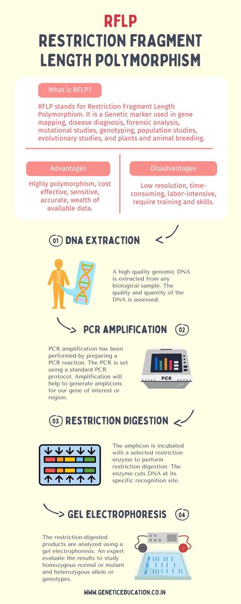rflp restriction fragment length polymorphism restriction fragment