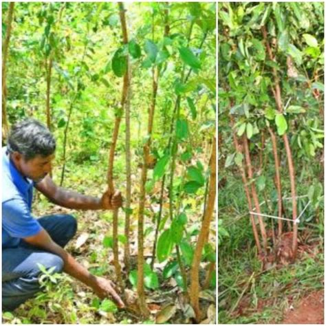 මොකක්ද මේ කුරුදු වගාවේ Department Of Export Agriculture Facebook